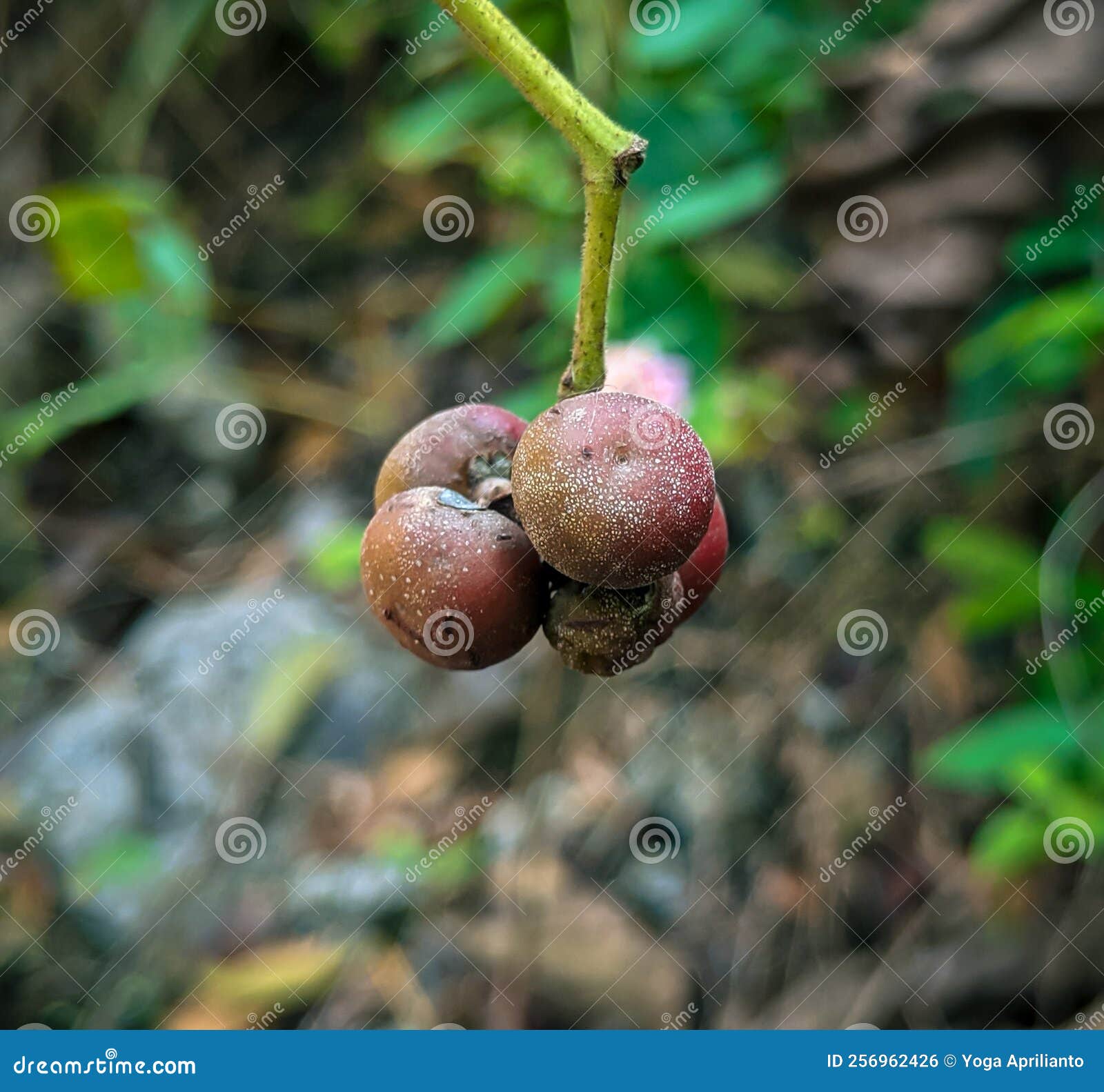 Red Figs in the Forest. the Plant Known As Loa Has Fruit that is Small ...