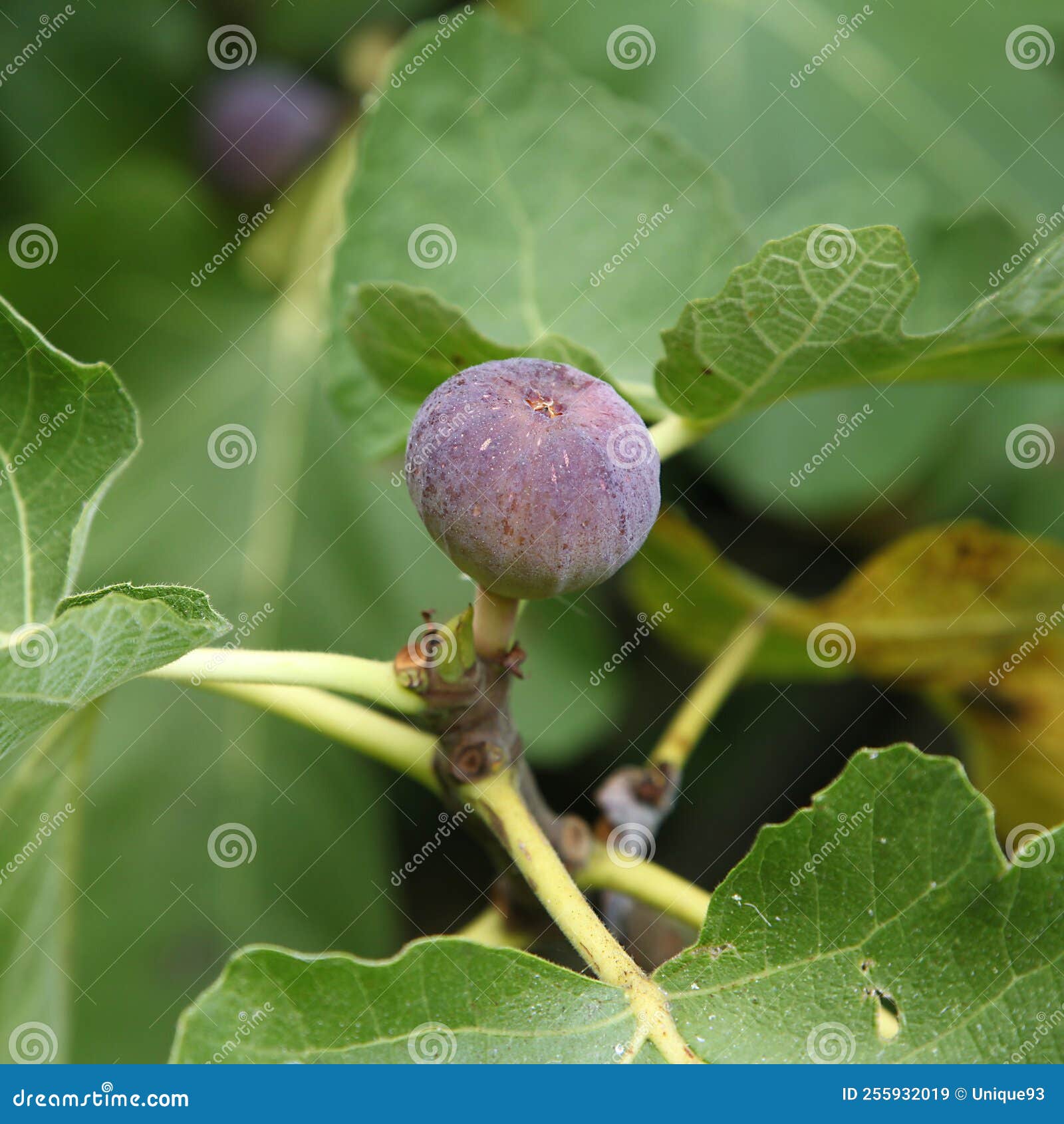 Red figs in the tree stock image. Image of brown, vitamin - 255932019