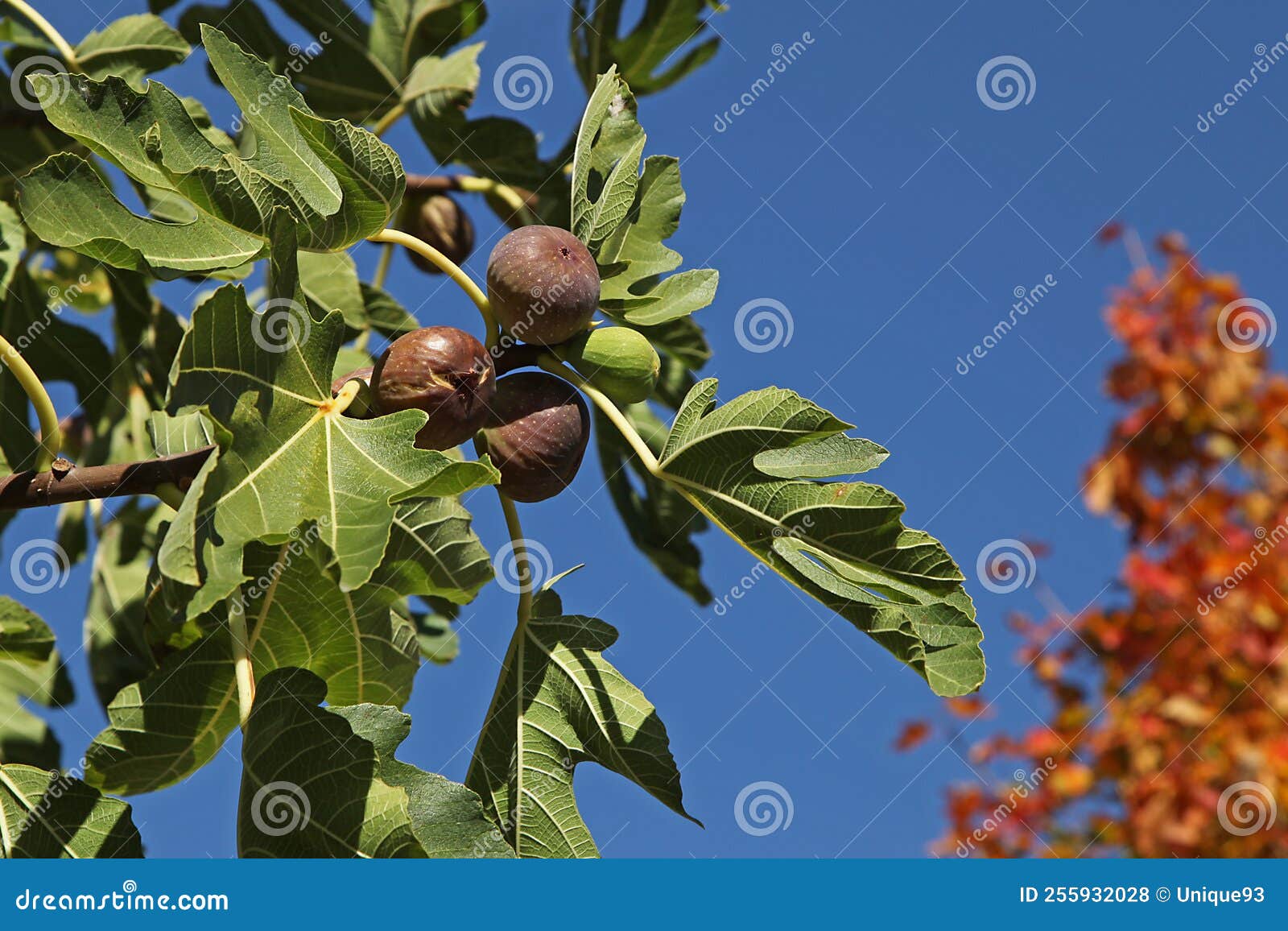 Red figs in the tree stock photo. Image of tree, autumn - 255932028
