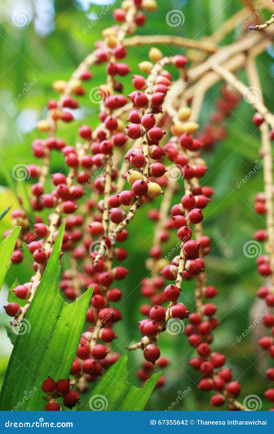 Red figs on tree stock photo. Image of feed, cluster - 67355642