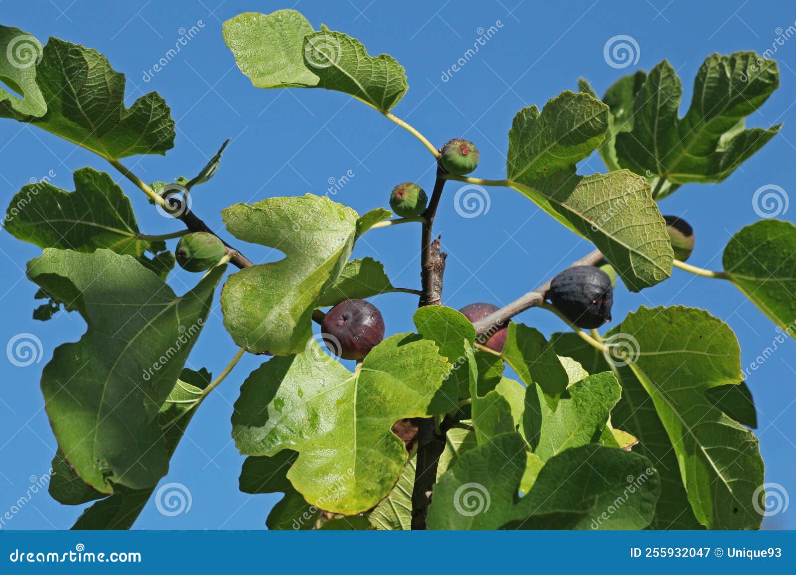 Red figs in the tree stock image. Image of natural, early - 255932047