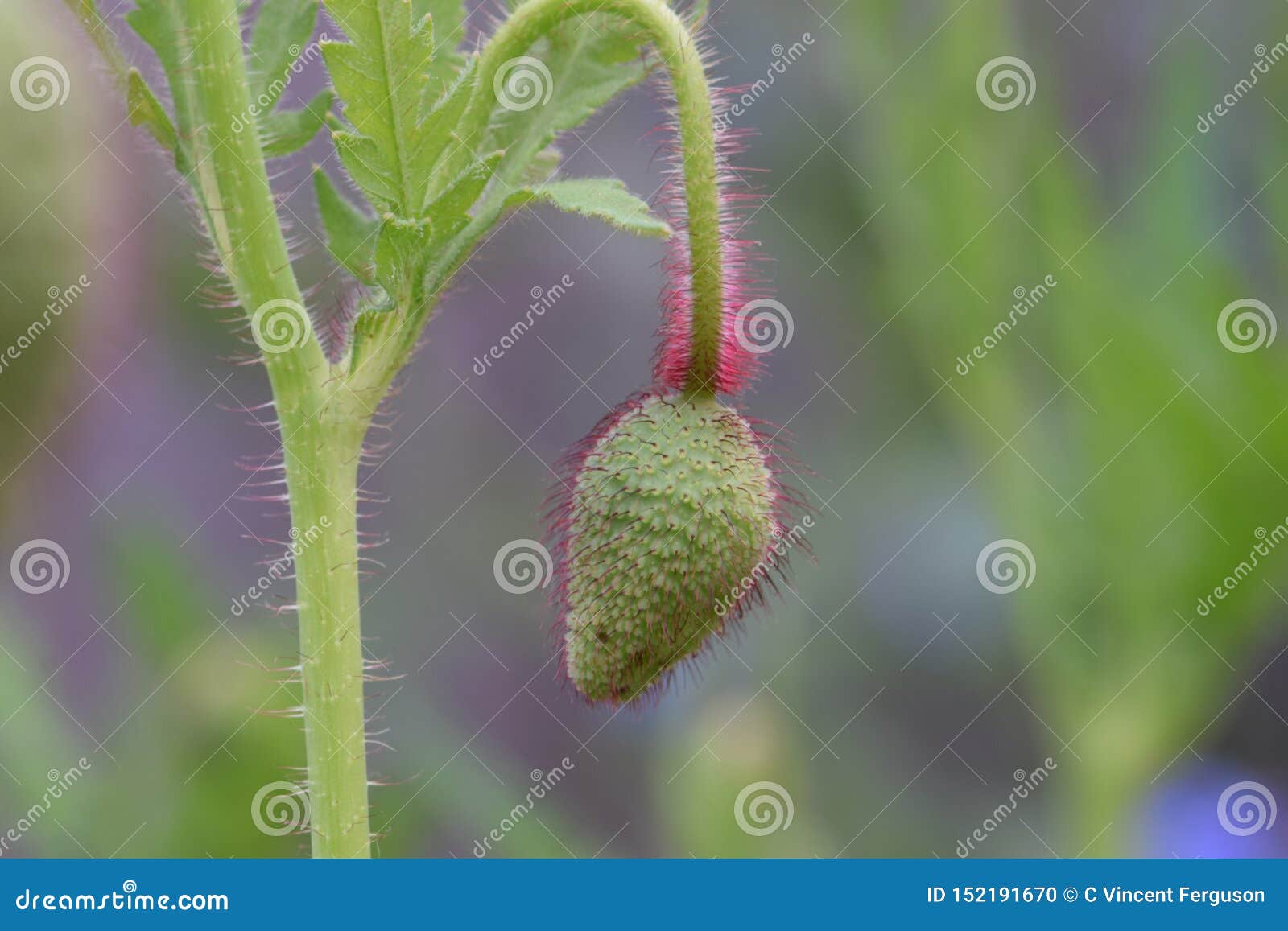 Red Follicles on Flanders Poppy Flower Bud 02 Stock Photo - Image of ...