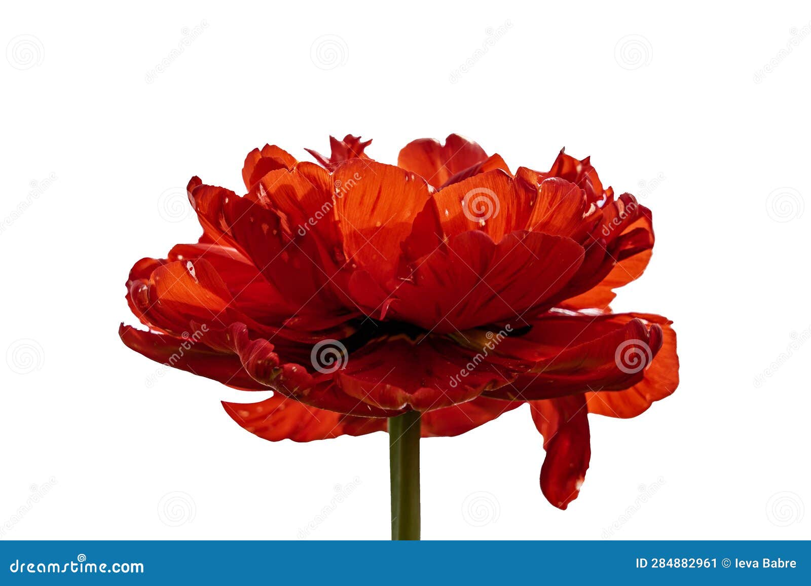 Red Filled Tulip on White Background Stock Image - Image of flora ...