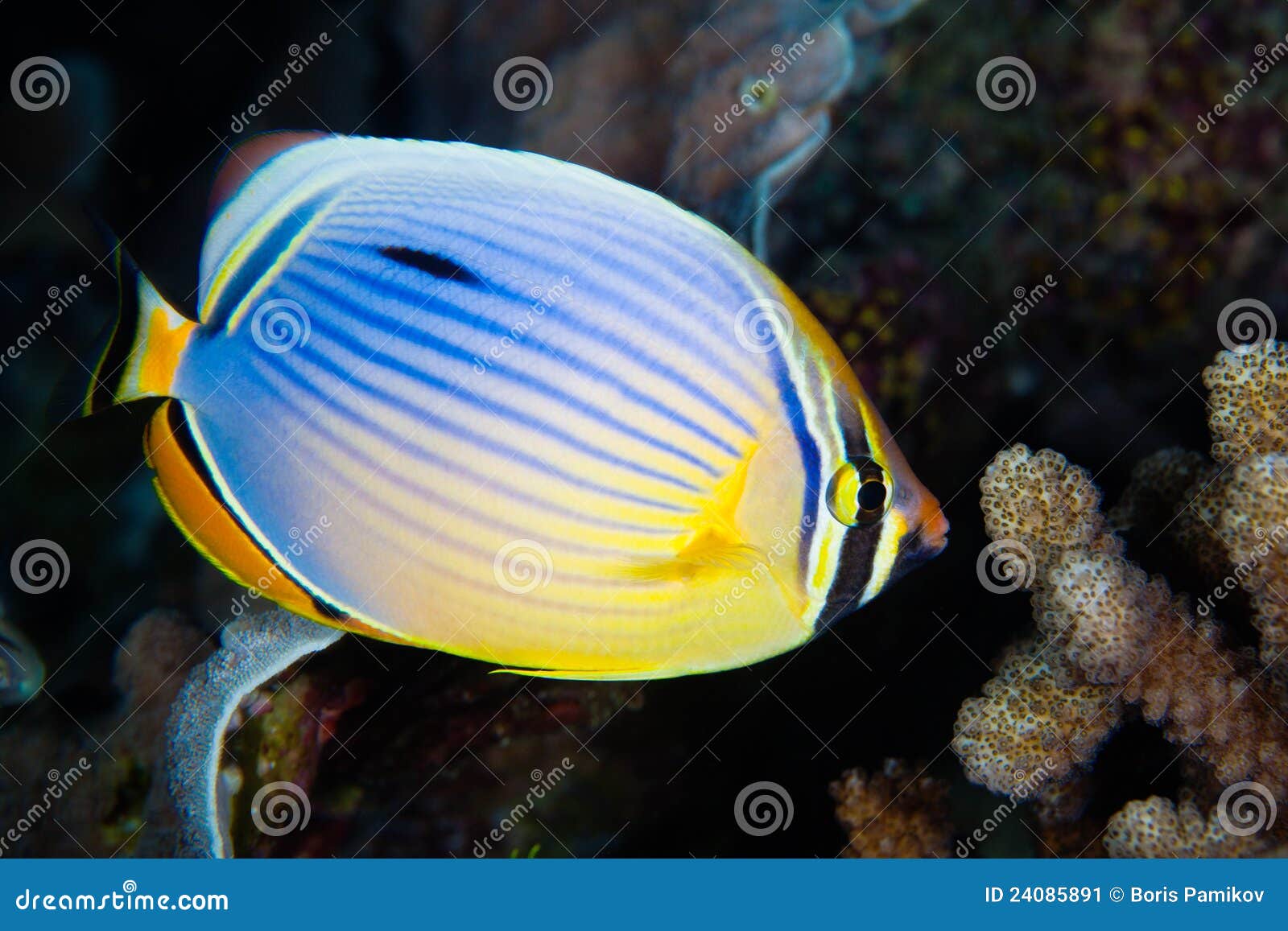Red-fin Butterfly-fish, Maldives Stock Image - Image of atoll ...