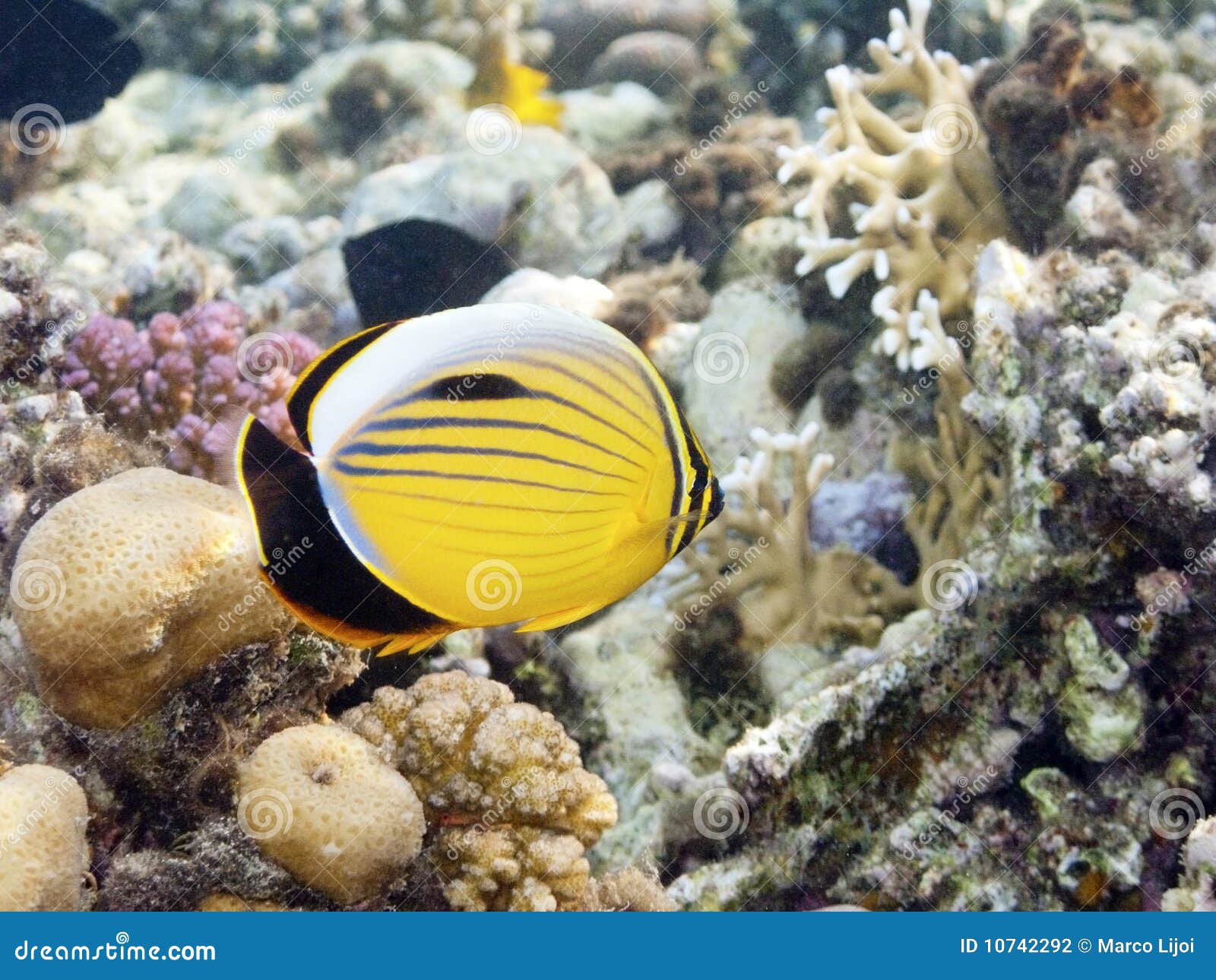 Red-Fin Butterflyfish in Marsa Alam Stock Photo - Image of aquarium ...