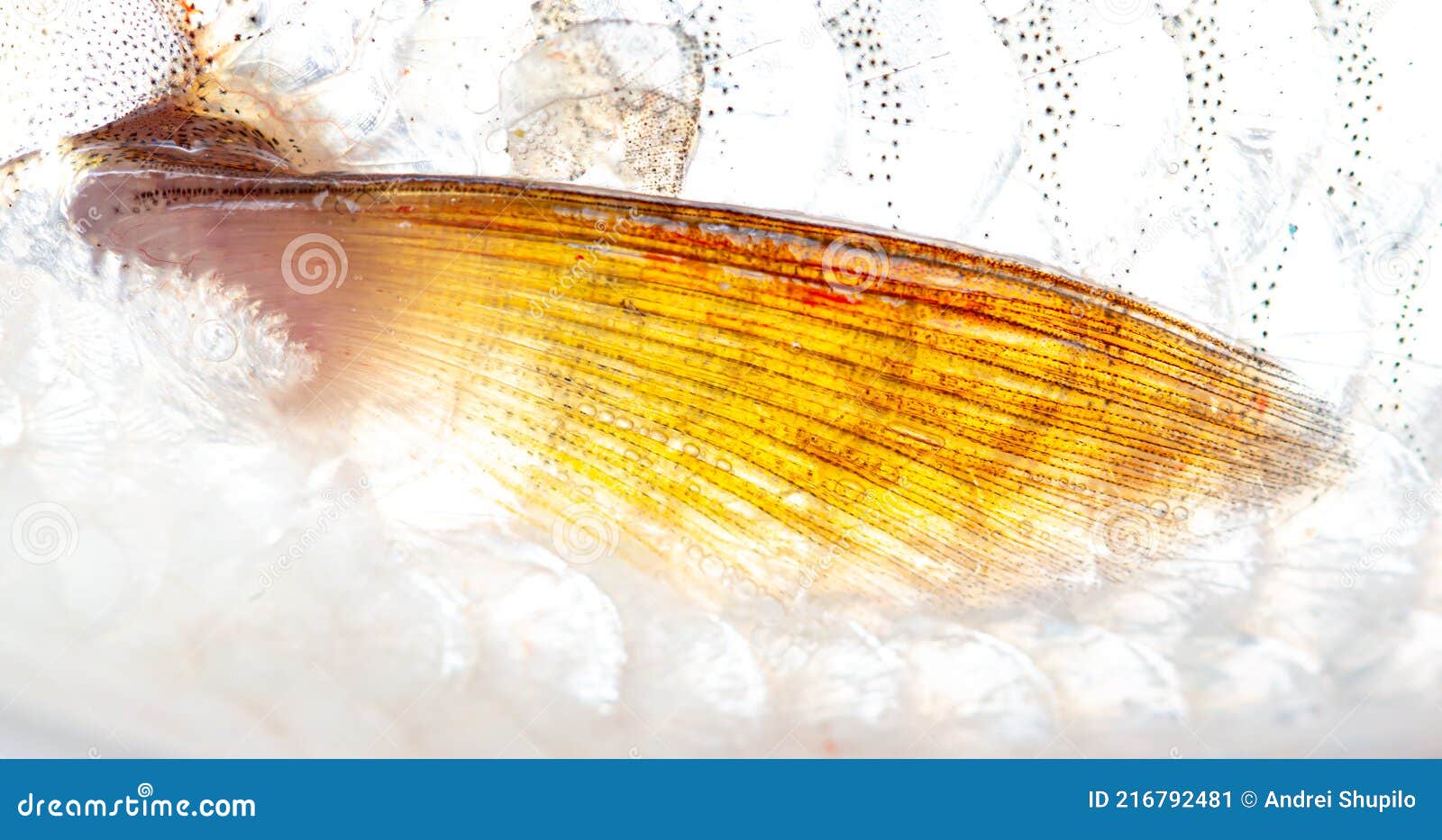 Red Fin Fish As Background. Stock Image - Image of abstract, splendens ...