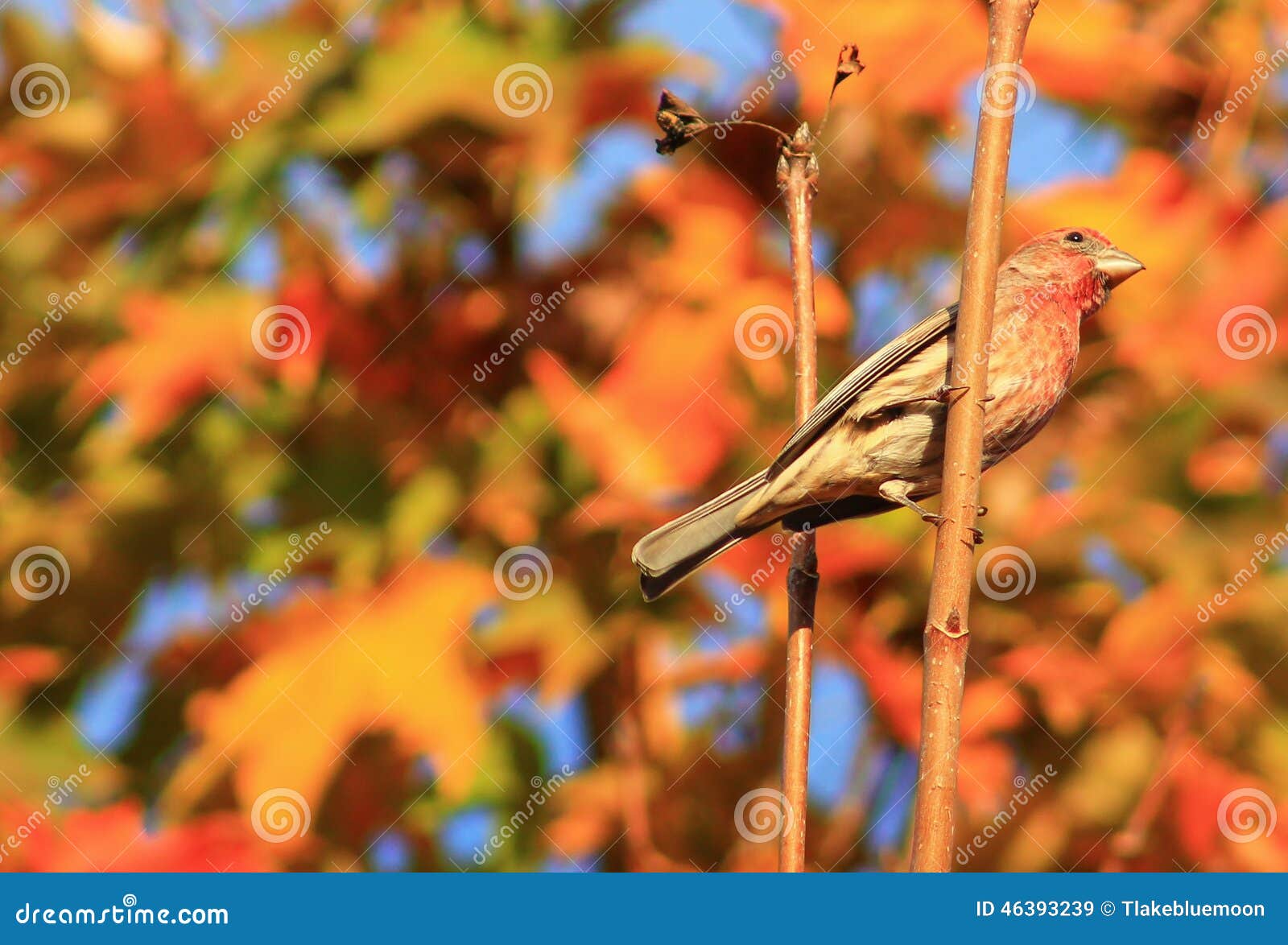 Red Finch on tree stock image. Image of feathers, wings - 46393239
