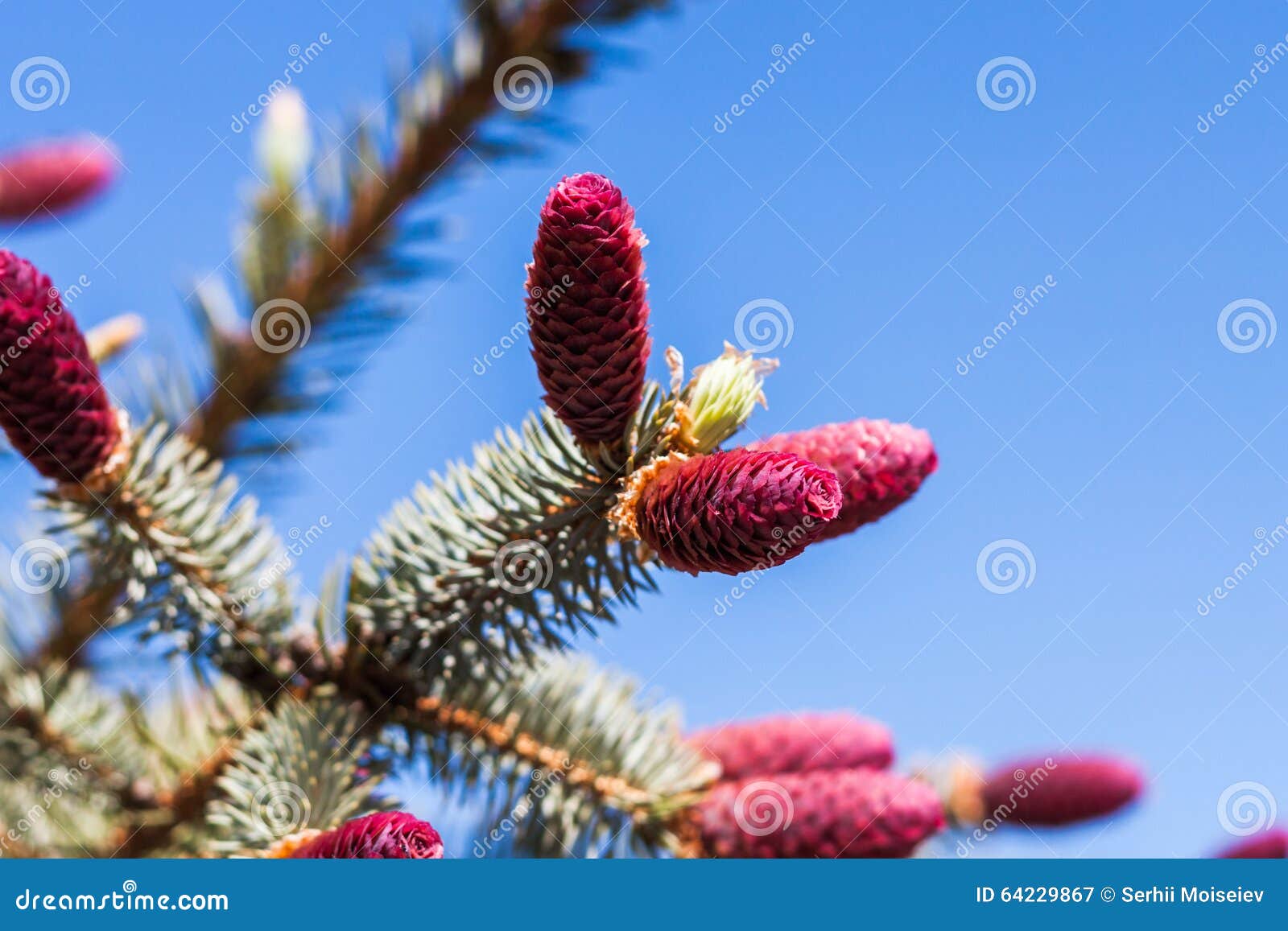 Red fir cones stock image. Image of outdoors, holiday - 64229867