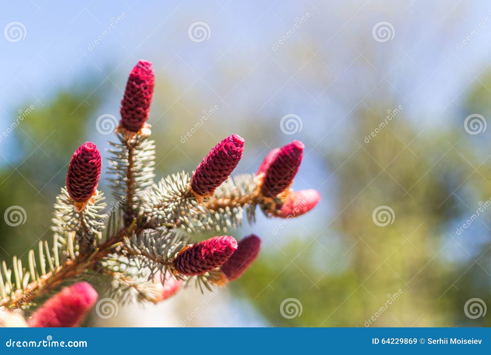 Red Fir Cones on Blurred Background Stock Image - Image of spring ...