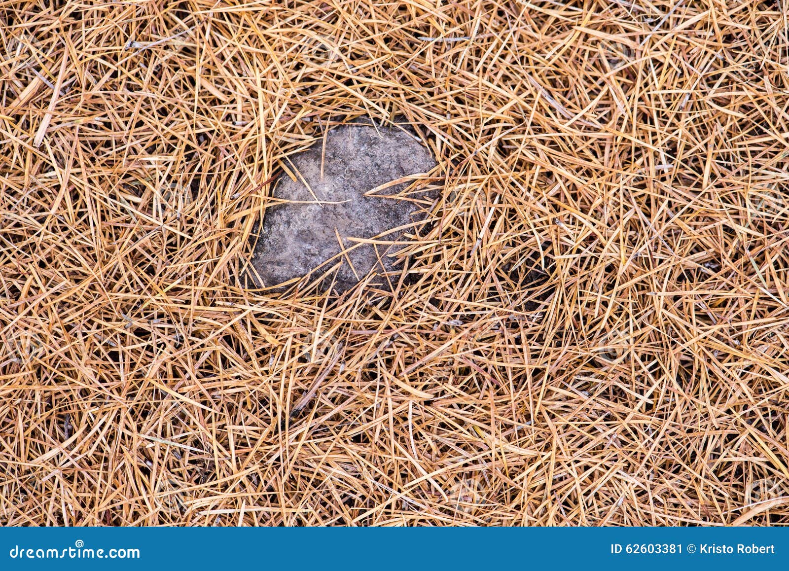 Red Fir Needles. stock image. Image of garbage, deciduous - 62603381