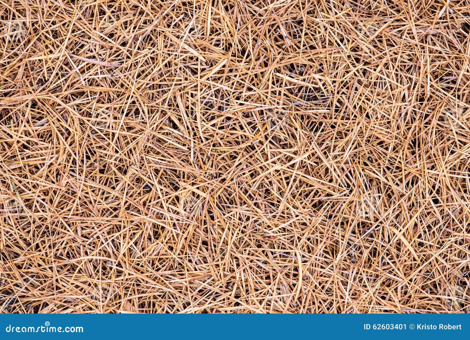 Red Fir Needles. stock image. Image of pattern, brown - 62603401