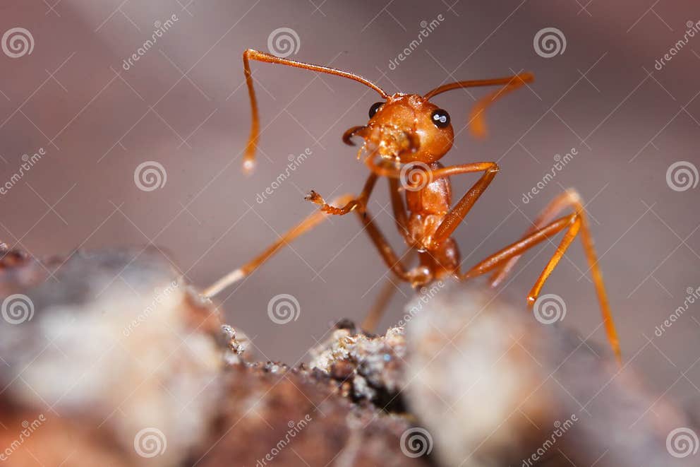 Red fire ant stock photo. Image of plants, garden, animal - 31050348