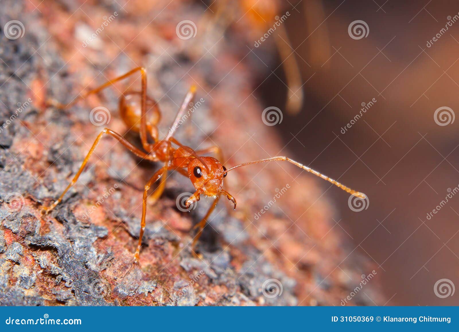 Red fire ant stock image. Image of leaf, fighter, freedom - 31050369