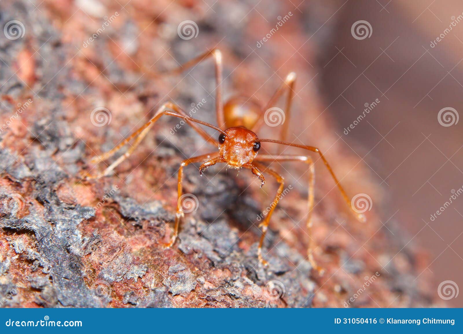 Red fire ant stock photo. Image of freedom, fight, leaf - 31050416