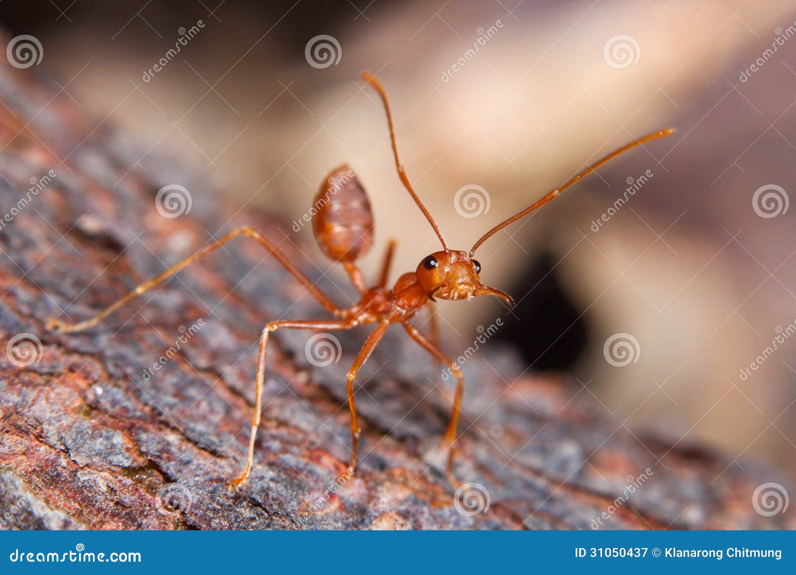 Red fire ant stock image. Image of close, nature, flora - 31050437