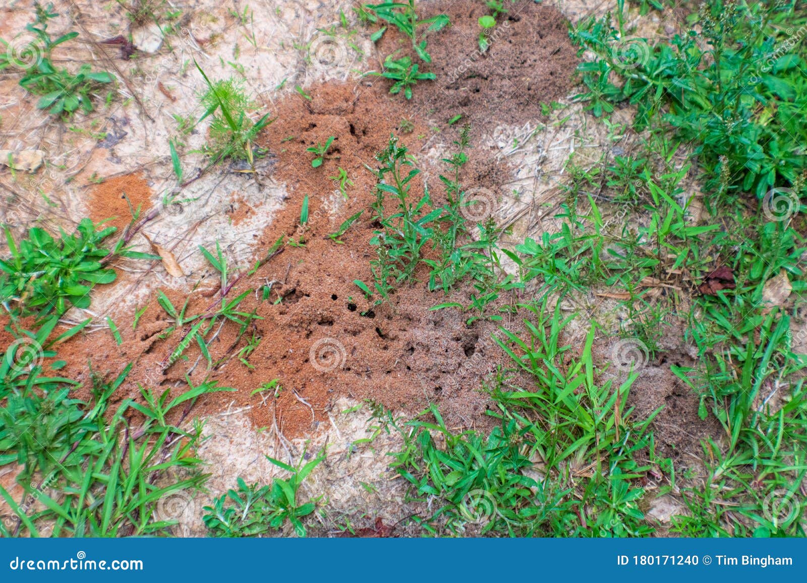 Red Fire Ant Hill in the Grass Stock Photo - Image of insect, dirt ...