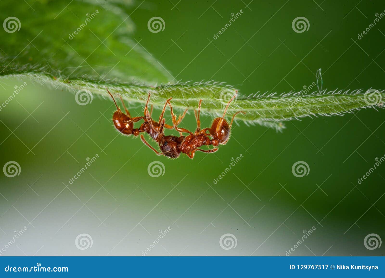 Red fire ant stock image. Image of closeup, close, leaf - 129767517