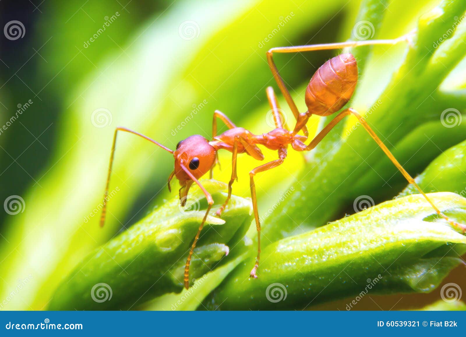A Red Fire Ant Worker on Tree, Close Up Stock Image - Image of worker ...