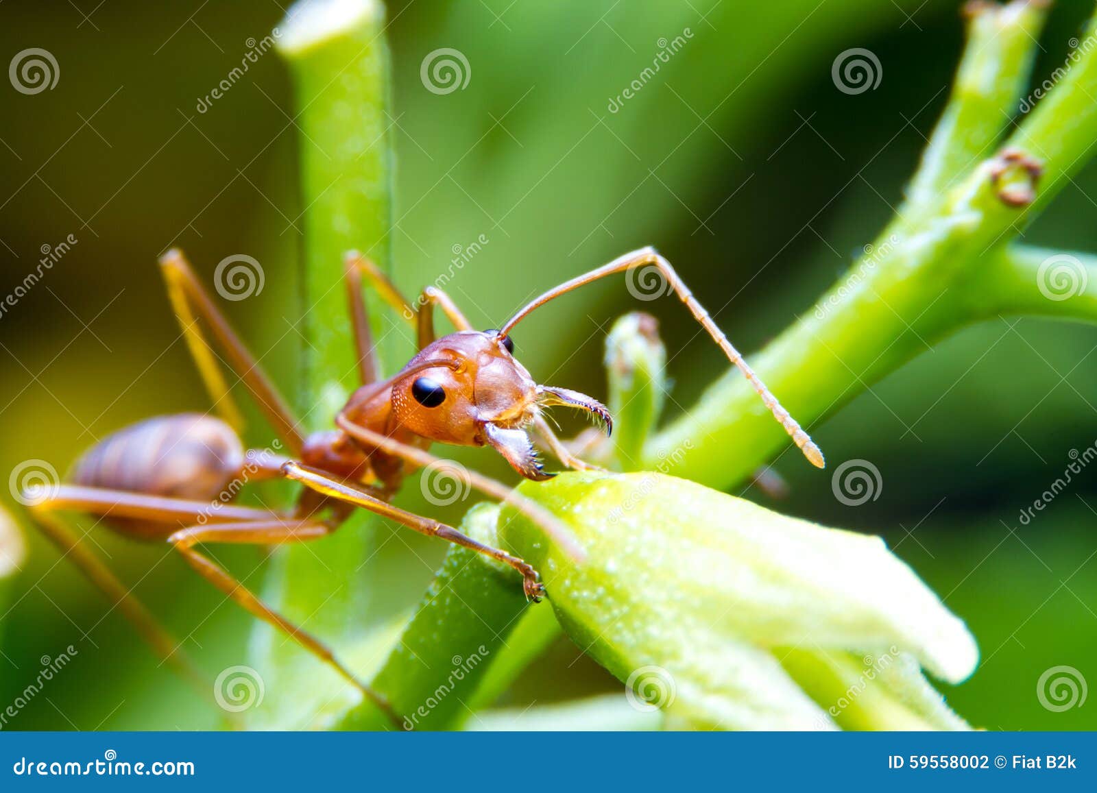 Red Fire Ant Worker on Tree Stock Photo - Image of blades, soldier ...