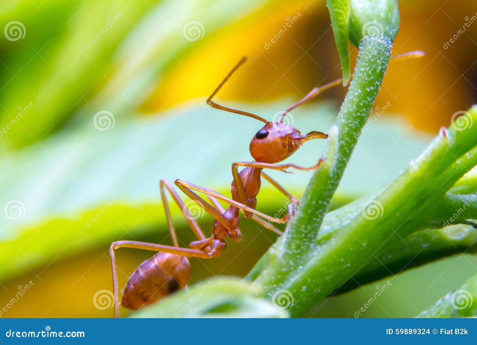Red Fire Ant Worker on Tree Stock Photo - Image of freedom, plants ...
