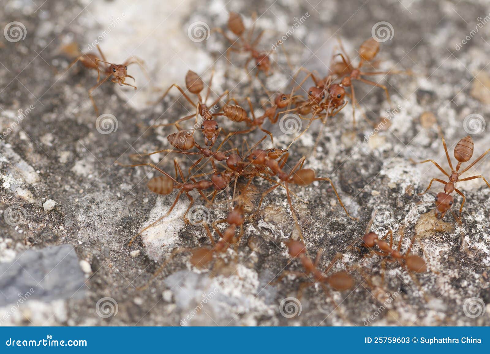 Red fire ants stock image. Image of small, teamwork, animal - 25759603