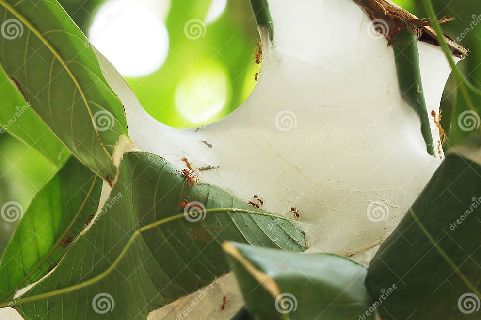 Red Fire Ants Building Nest. Ant Nest with Leaf on Mango Tree Stock ...