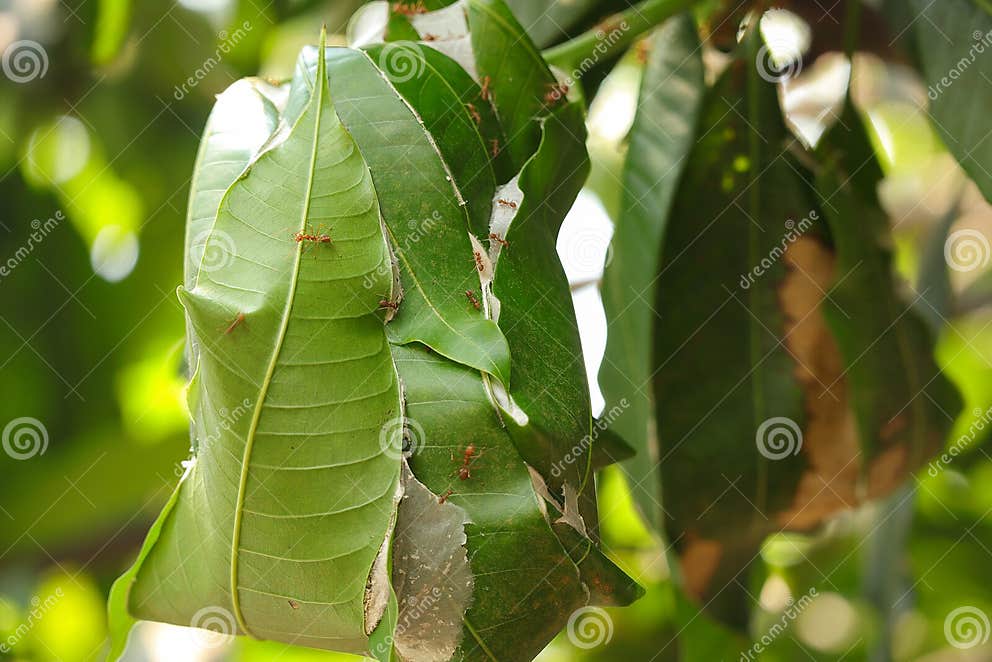 Red Fire Ants Building Nest. Ant Nest with Leaf on Mango Tree Stock ...