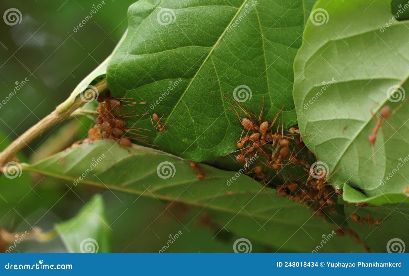 Red Fire Ants Building Nest. Ant Nest with Leaf on Mango Tree Stock ...