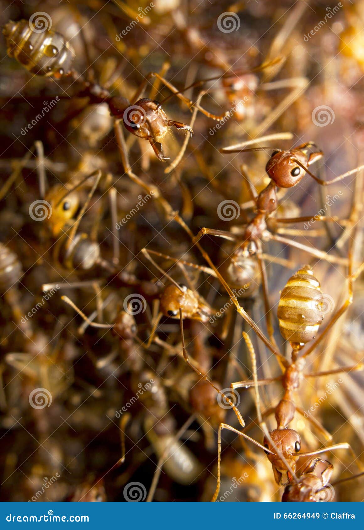 Red fire ants stock image. Image of arthropod, ginger - 66264949