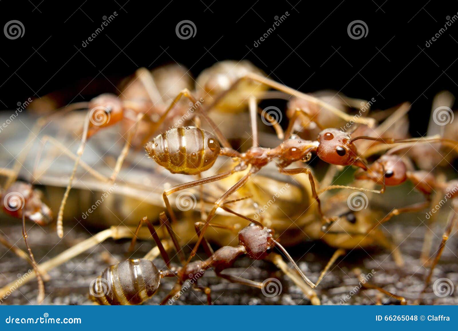 Red fire ants stock photo. Image of borneo, animal, food - 66265048