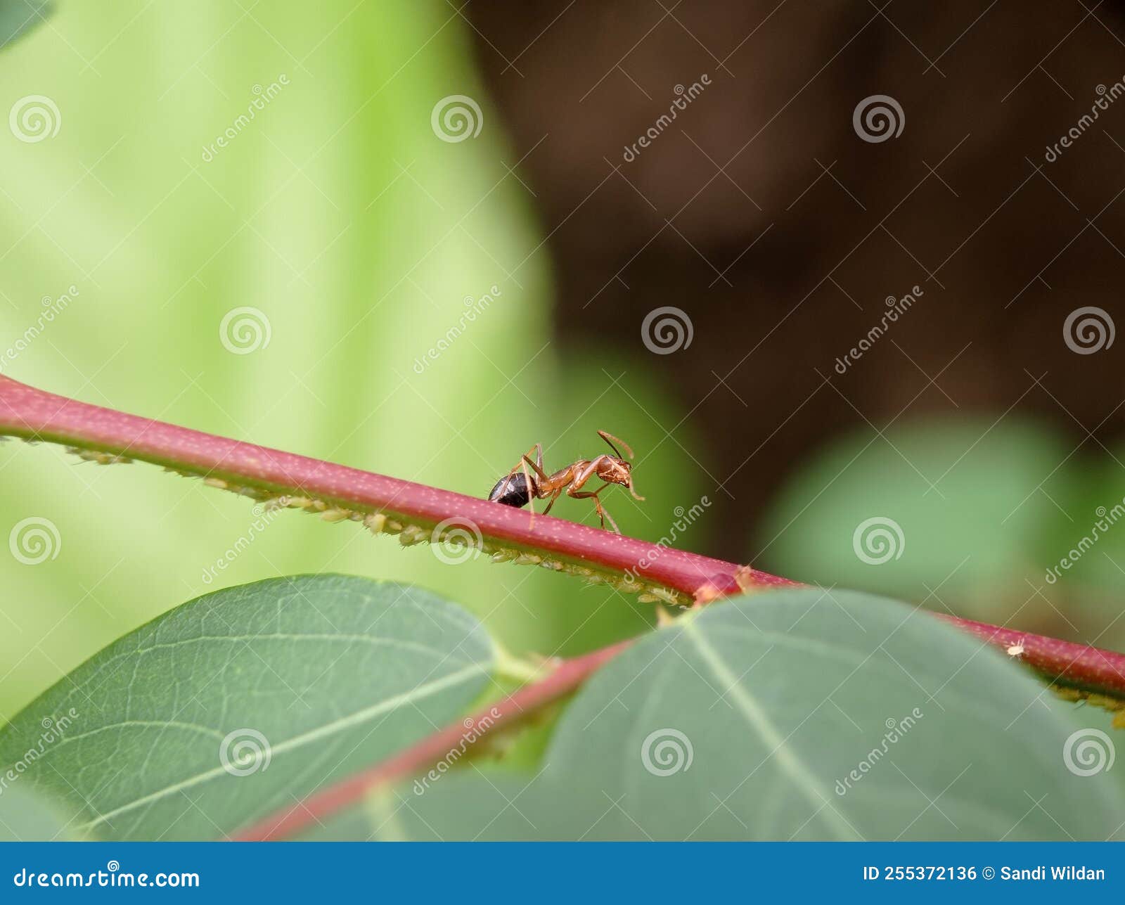 Red Fire Ants on Plant Stems in the Yard Stock Photo - Image of animal ...