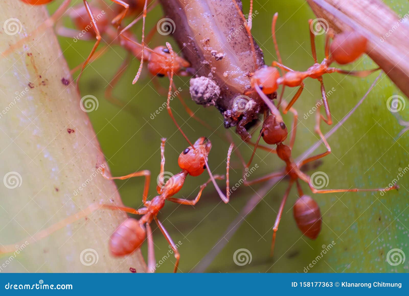 Red Fire Ants, Team Work Concept Stock Image - Image of extreme, orange ...