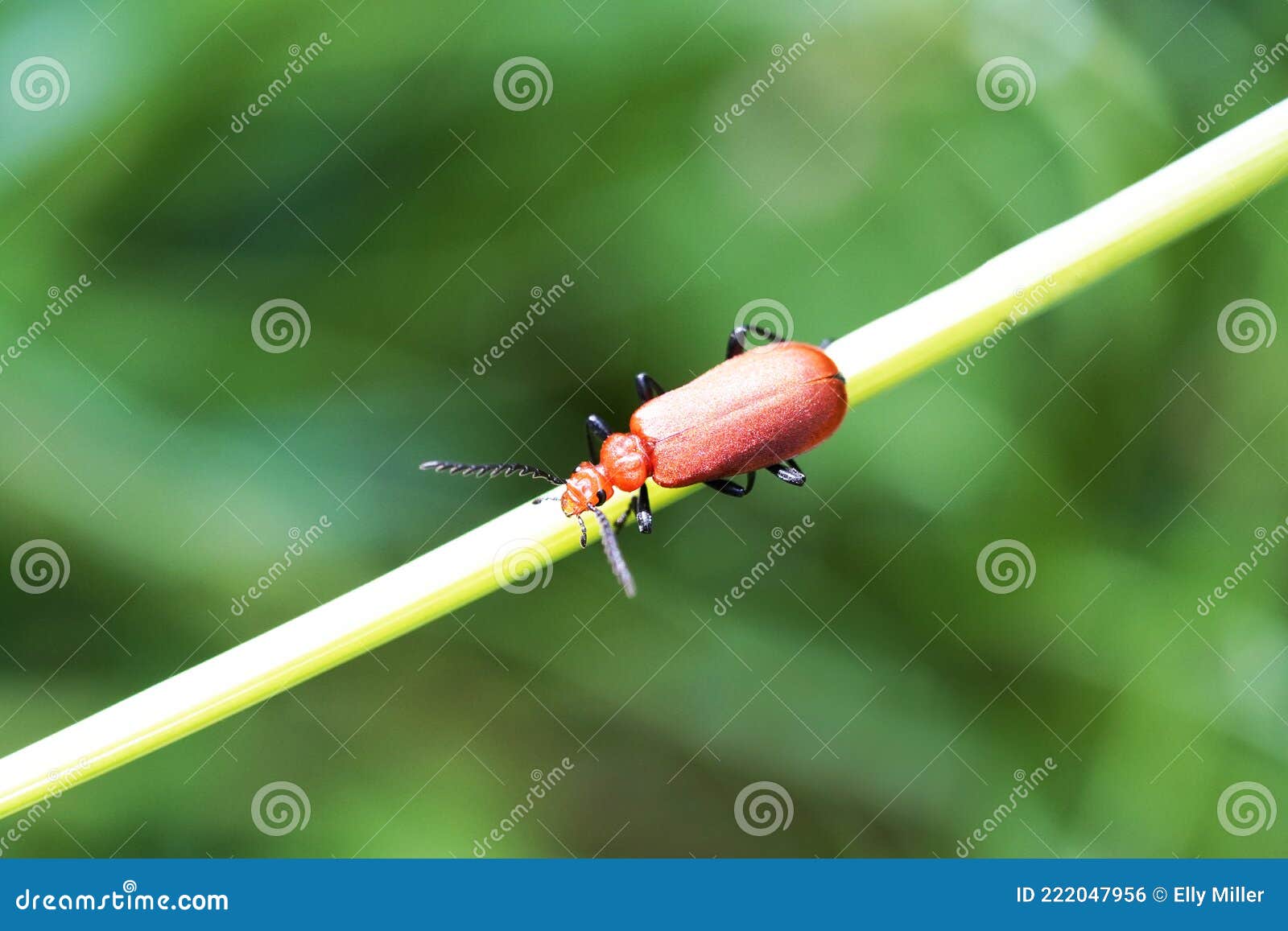 Red Fire Beetle, Pyrochroidae. Beetle Sits on a Blade of Grass in a ...