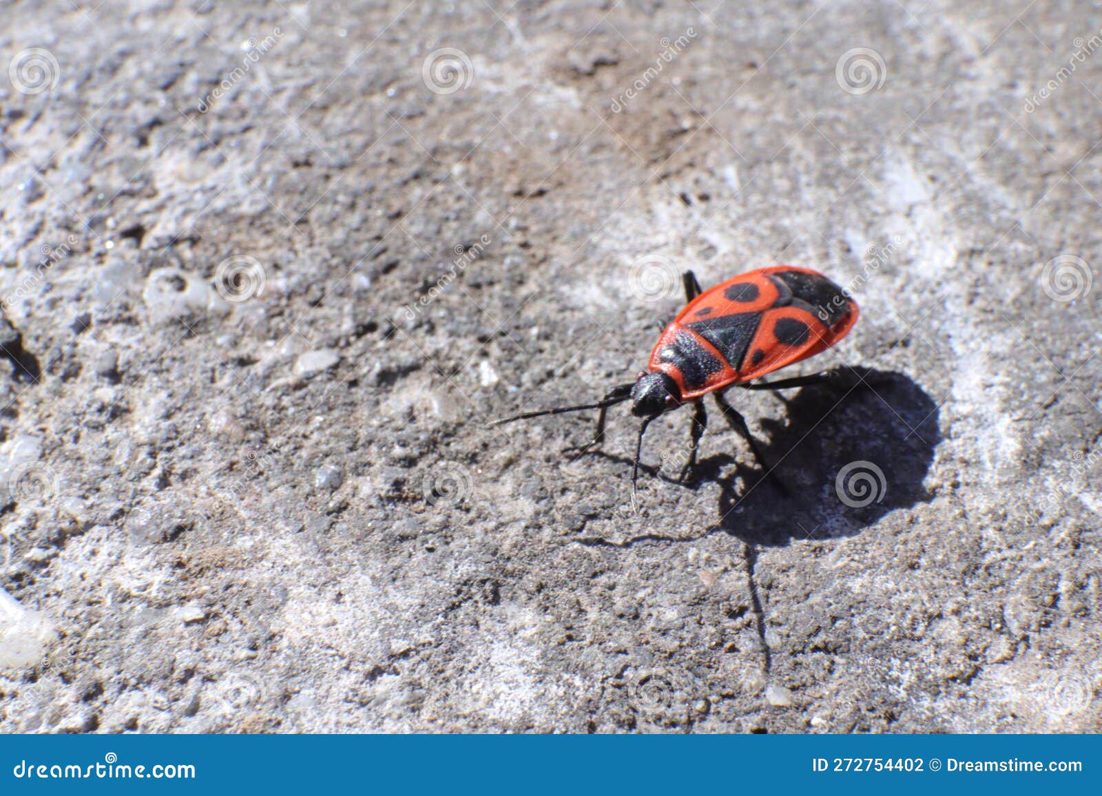Red Fire Bug, Pyrrhocoris Apterus, in a Garden, Macro Stock Photo ...