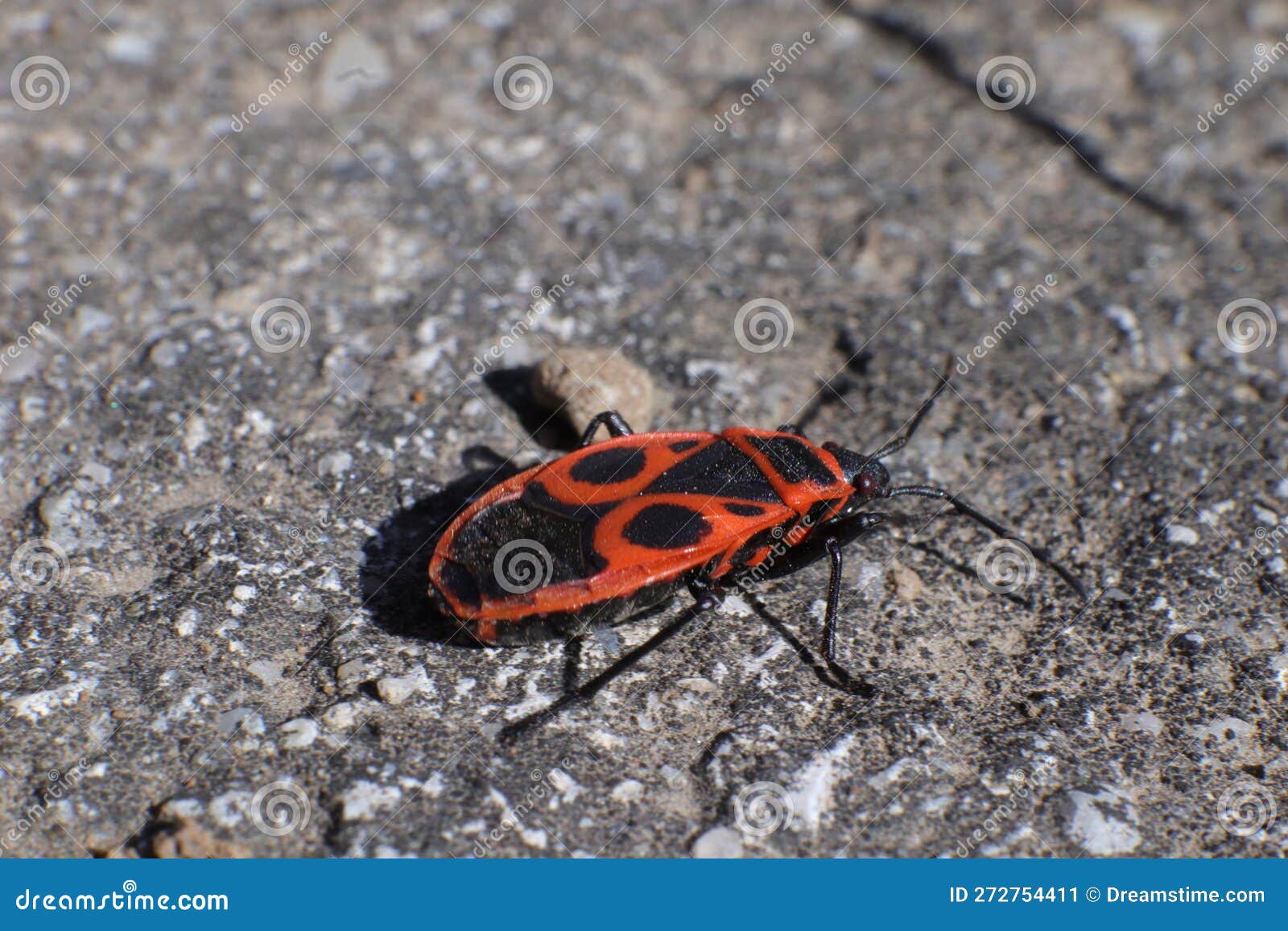 Red Fire Bug, Pyrrhocoris Apterus, in a Garden, Macro Stock Image ...