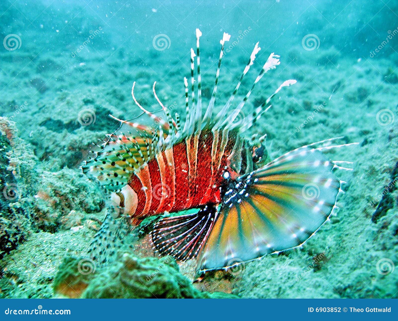 Red Fire Fish stock photo. Image of diving, colors, phuket - 6903852