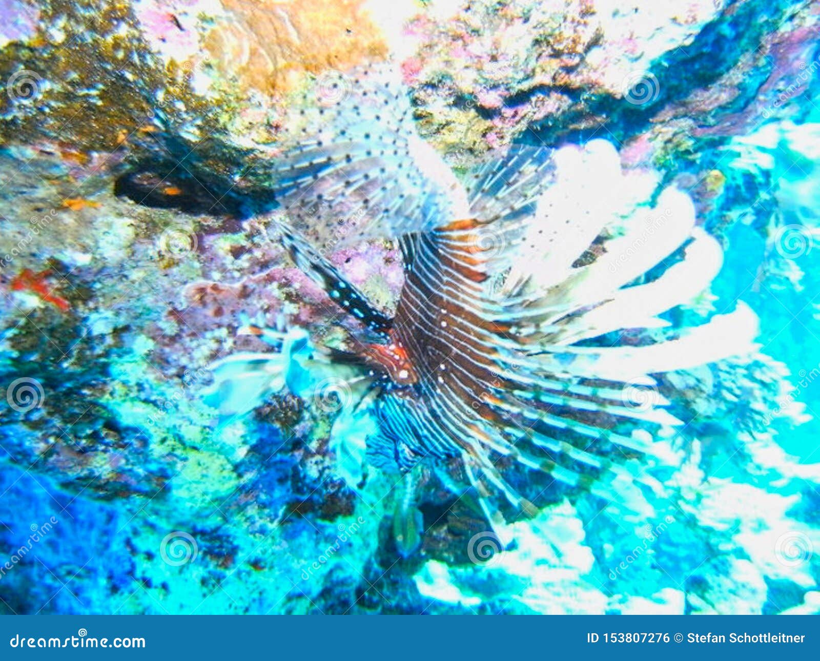 A Red Fire Fish Over Corals Stock Photo - Image of scorpaenidae, scene ...