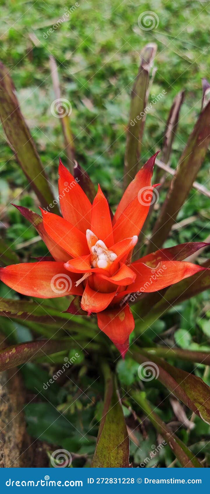 Red Fire Flower in the Garden Stock Photo - Image of flower, garden: 272831228