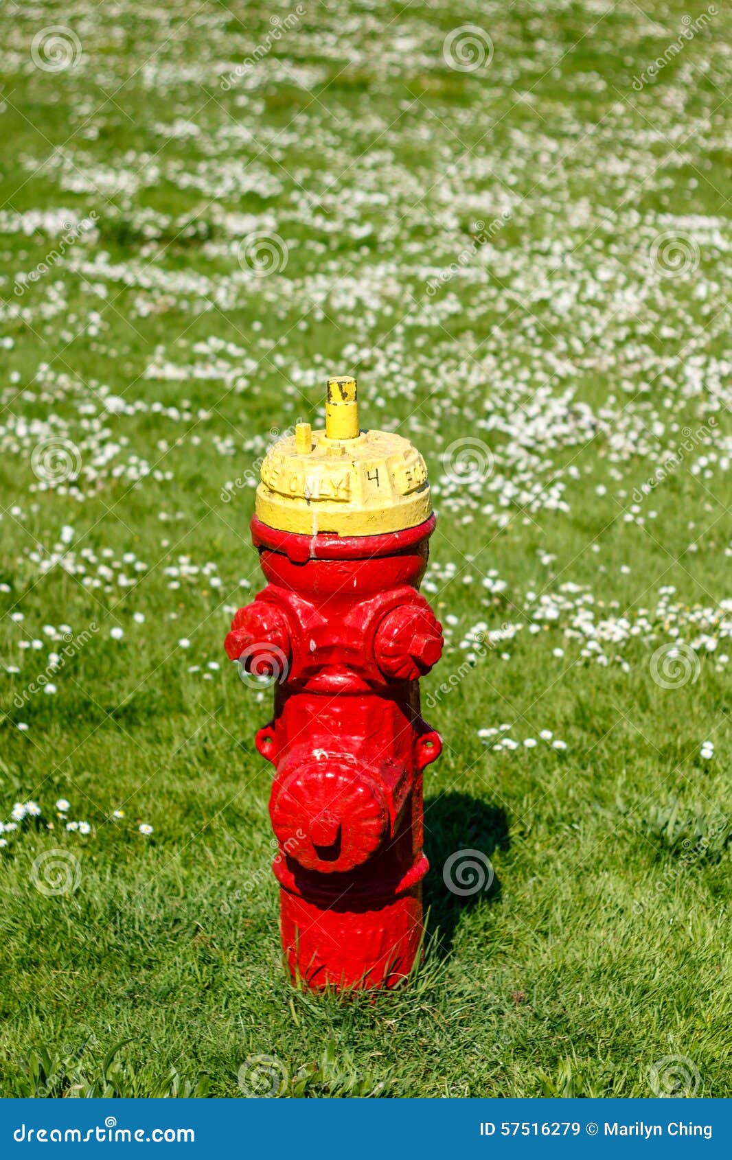 Red Fire Hydrant in a Flower Field Stock Image - Image of nature, view ...