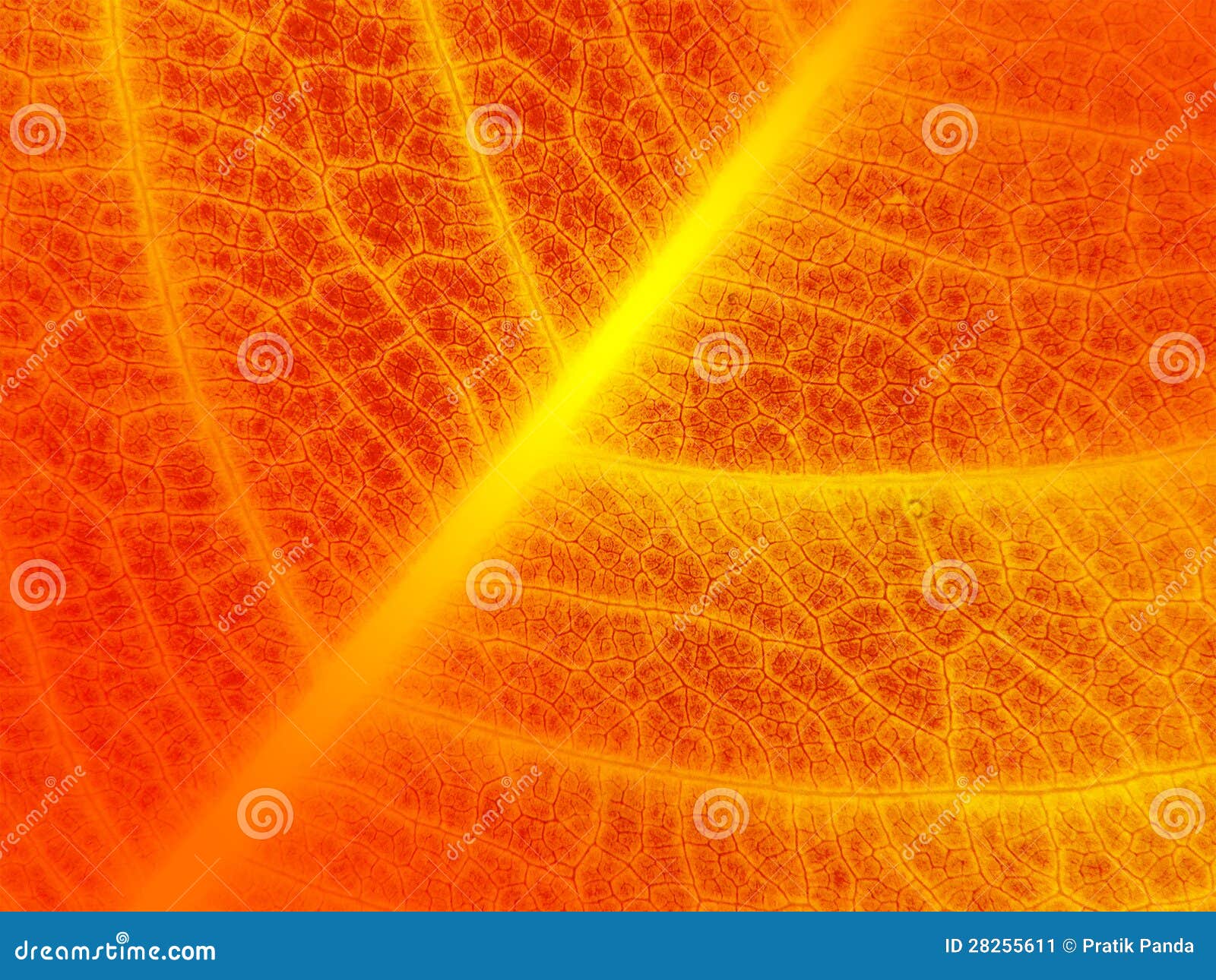 Fire Leaf Stock Photo | CartoonDealer.com #46782144