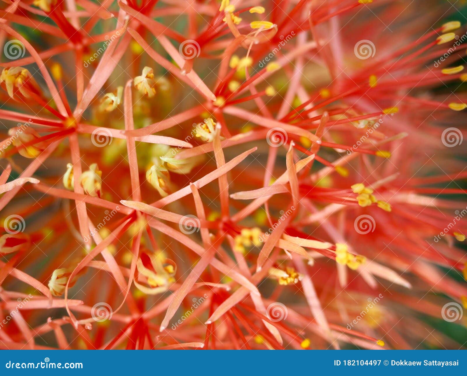 Close Up of Fire Lily in Full Bloom Stock Image - Image of fireball ...