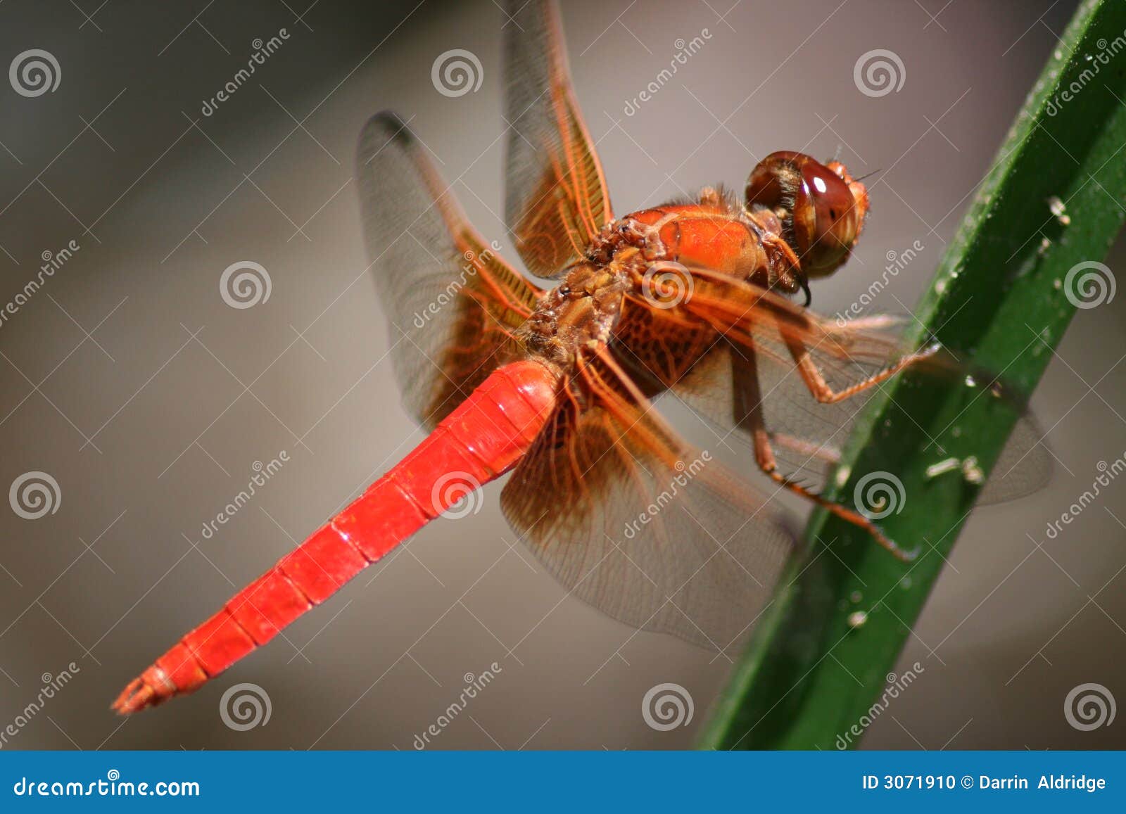 Red Fire Tail Dragonfly stock photo. Image of delicate - 3071910