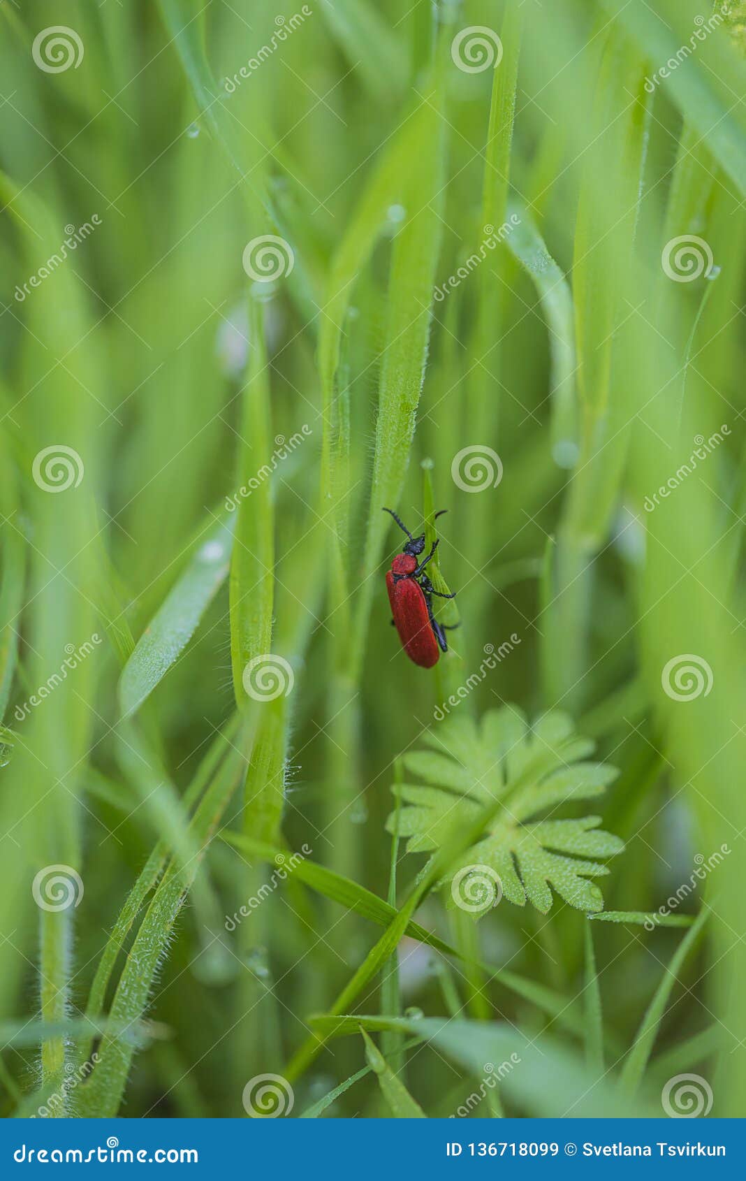 Spring Natural Background: Red Firebug on the Green Grass with Dew Drops Stock Image - Image of ...