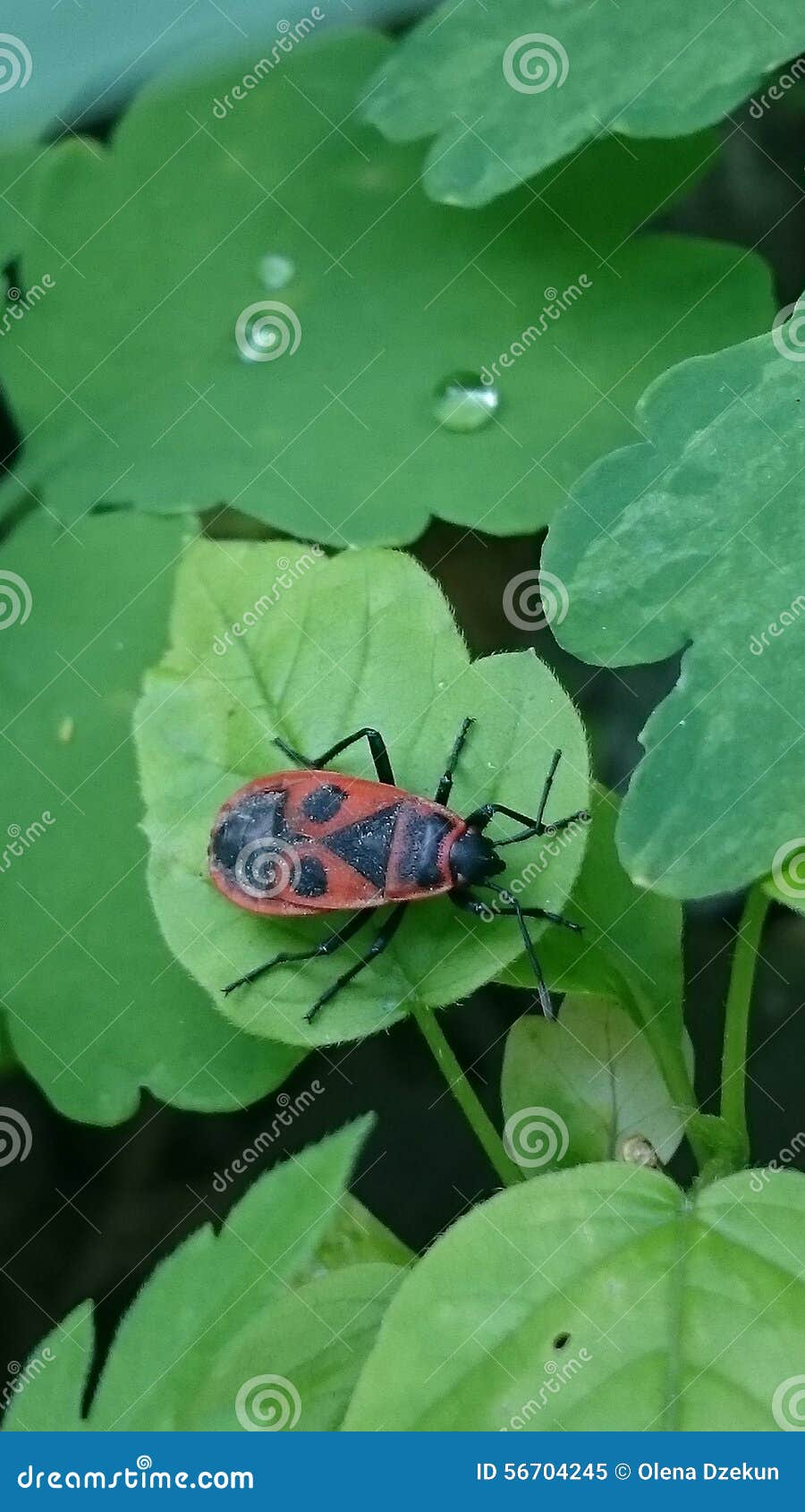 A Red Firebug (Purrhocoris Apterus) Stock Image - Image of green ...