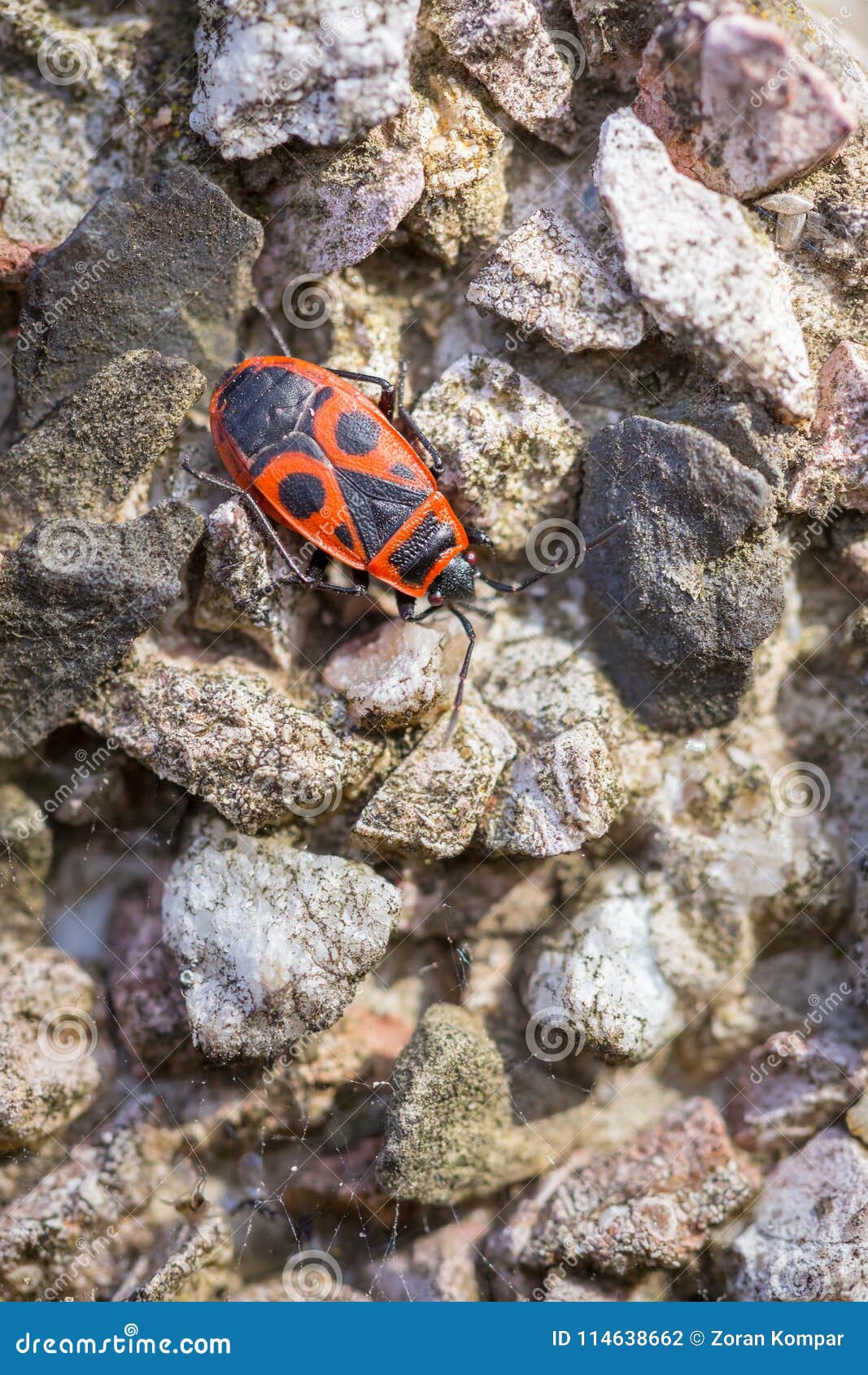 Red Firebug on Stone Concrete Close Up Macro Isolated Stock Photo ...