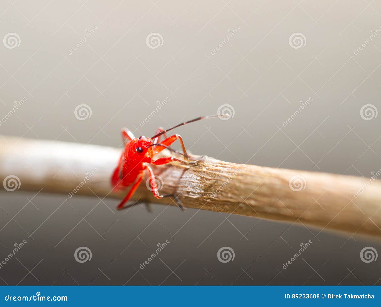 Red Firebug Walking on Brown Stick Stock Photo - Image of insect ...