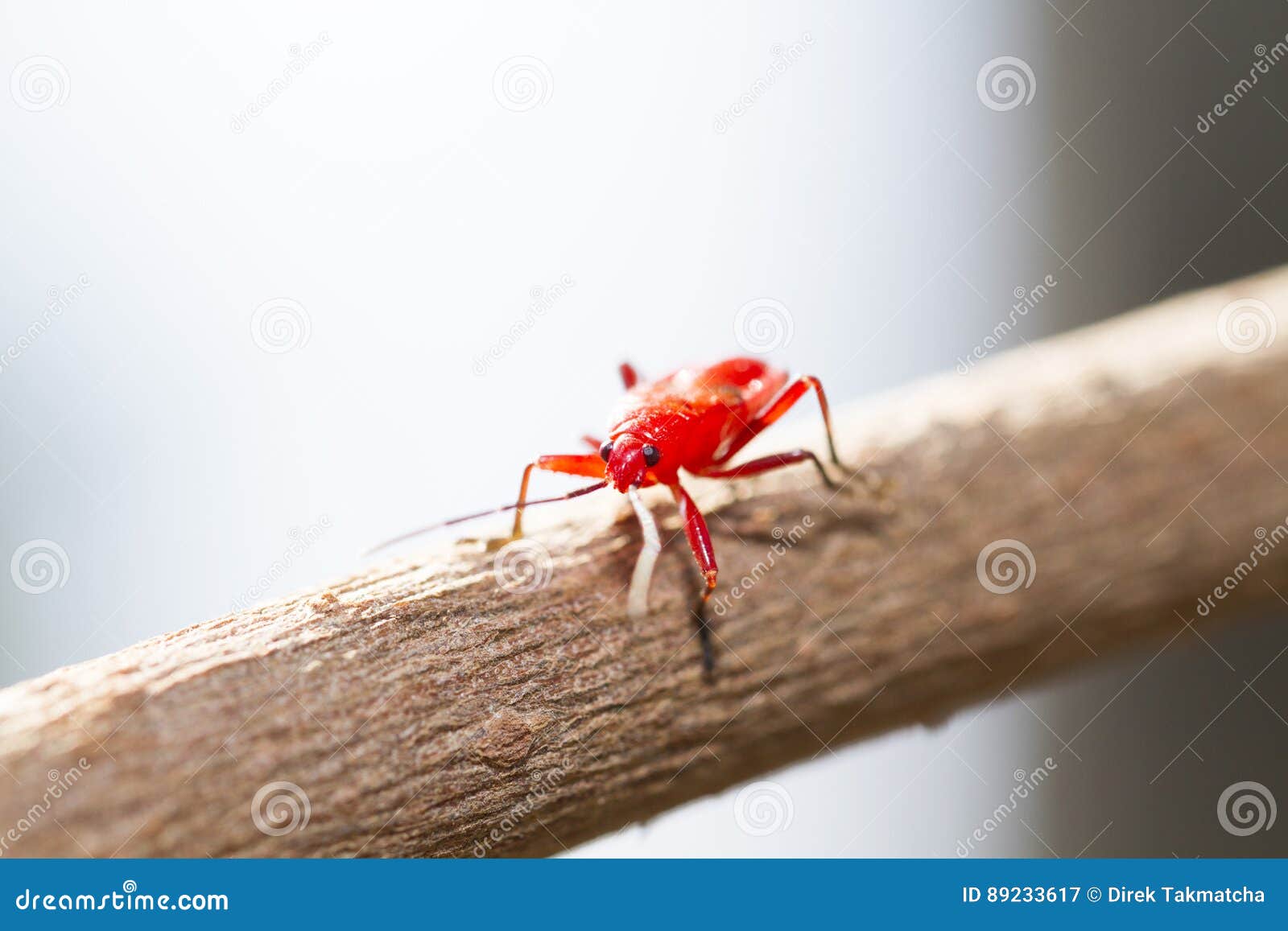 Red Firebug Walking on Brown Stick Stock Image - Image of wildlife ...