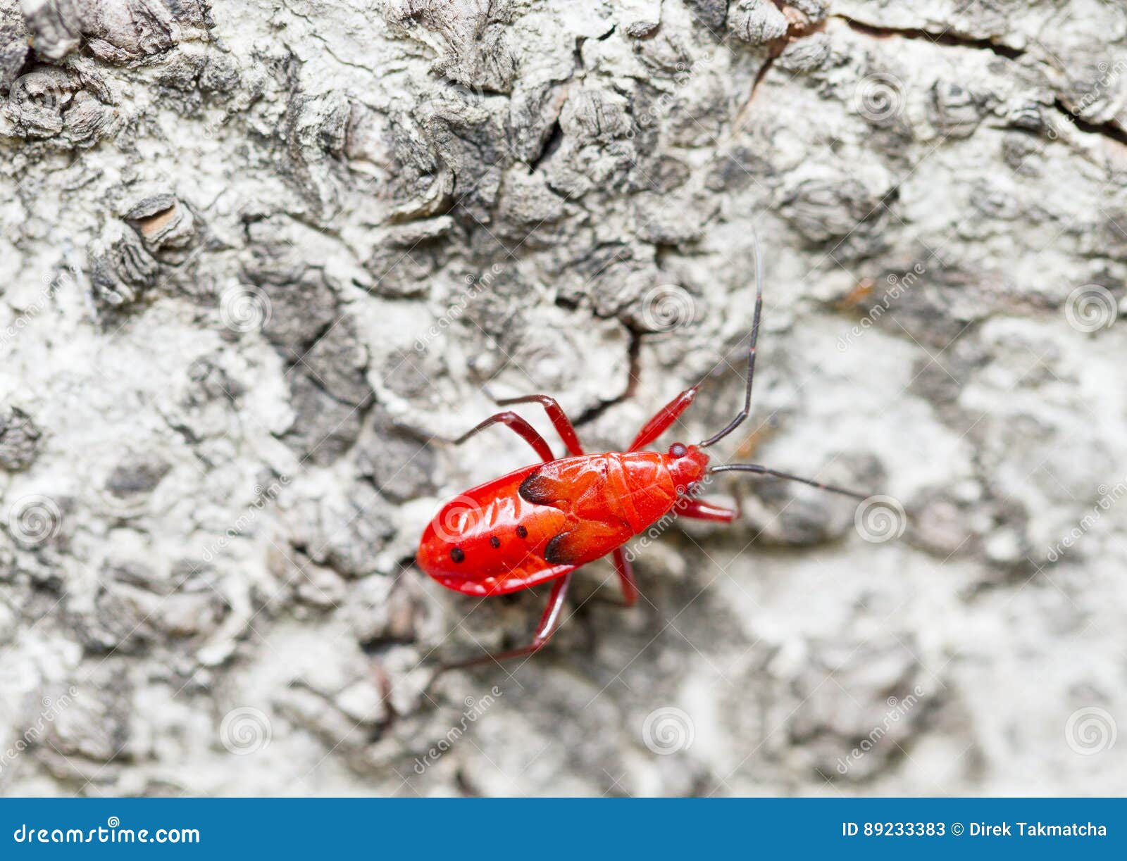Red firebug stock image. Image of colony, black, wildlife - 89233383
