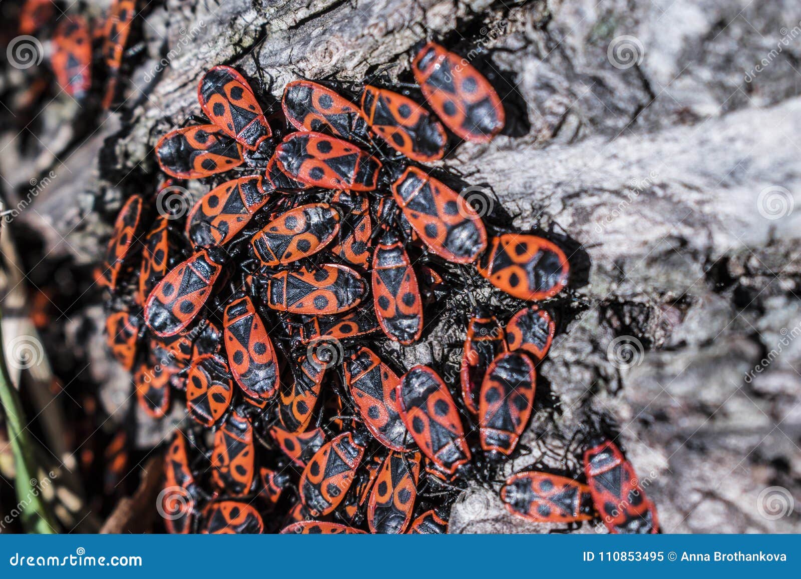 Red Firebugs, Pyrrhocoris Apterus a Common Insect. Stock Image - Image ...
