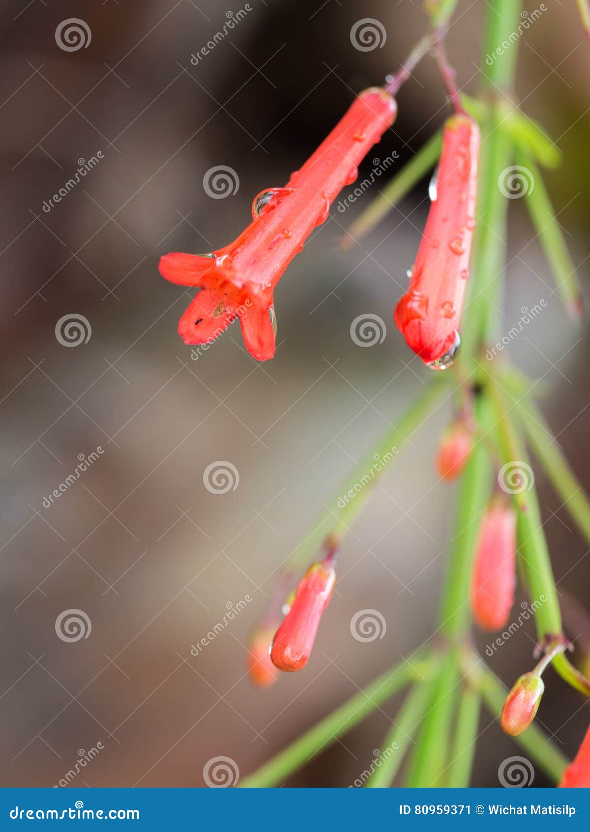 Red Firecracker Flowers Blooming Stock Image - Image of blossom, close ...